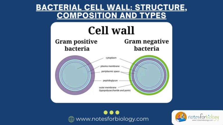 Structure and chemical composition of bacterial cell wall